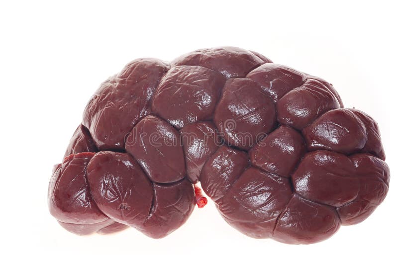 Beef Organs Kidneys Stock Photos - Free & Royalty-Free Stock Photos ...