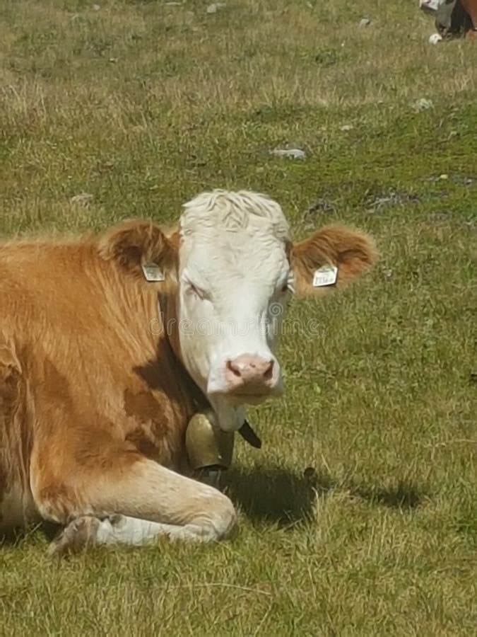 Cow Kuh stock photo. Image of pasture, grass, farm, farming - 76150974