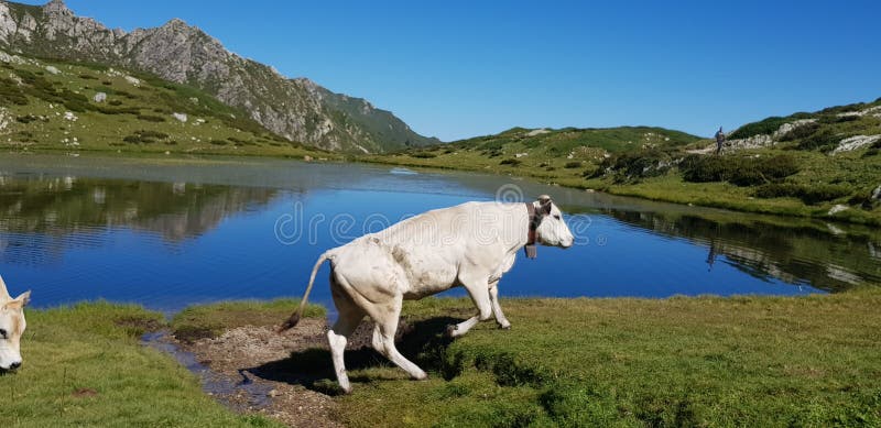 Cow Lake stock photo. Image of grass, brignola, mountain - 124802880