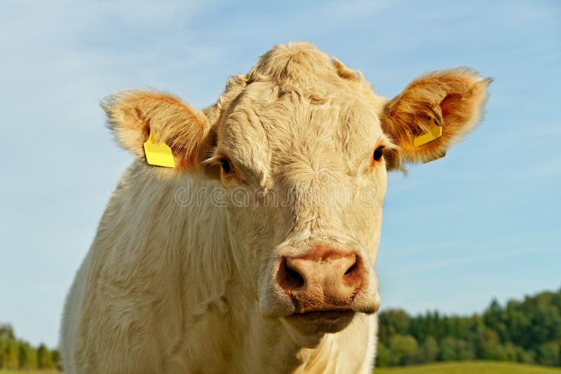 Fat white cow stock image. Image of eartag, relax, field - 14144597