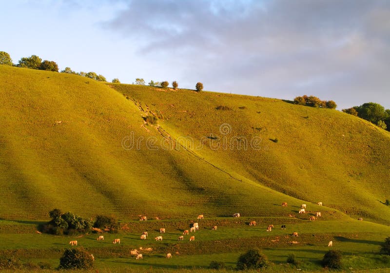 Cow landscape stock photo. Image of meat, field, landscape - 129746