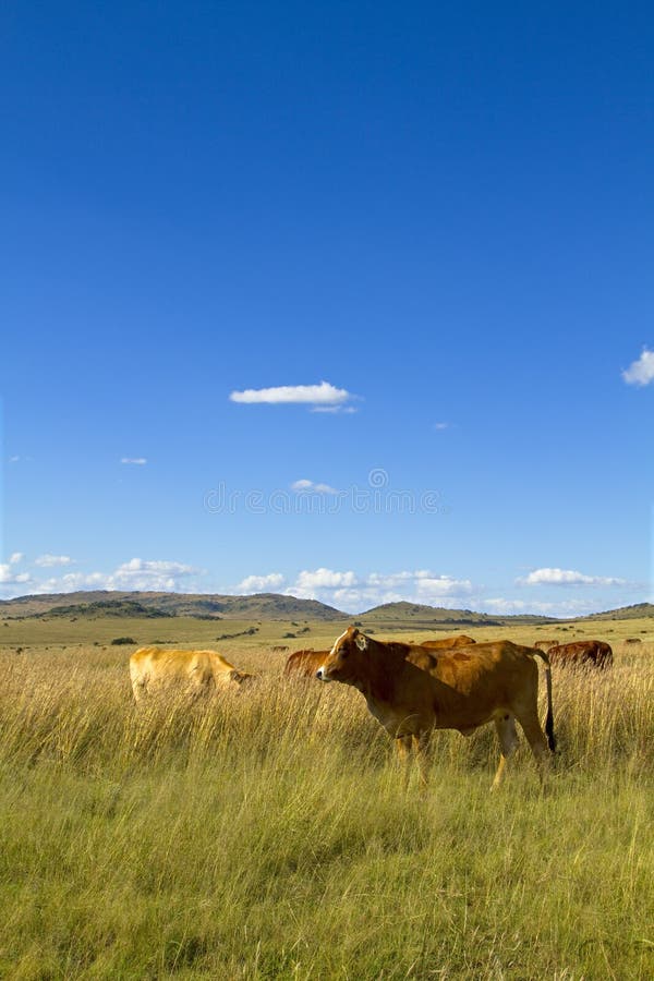 Cow landscape stock photo. Image of cattle, blue, farm - 14059880