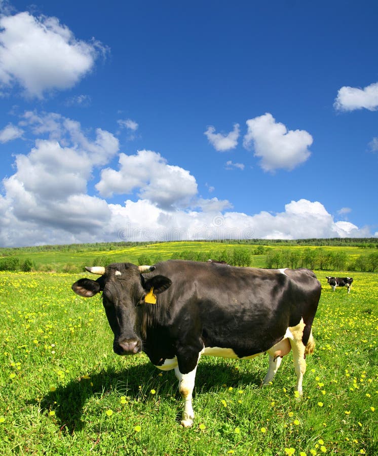 Cows on green field. stock photo. Image of field, landscape - 64471956