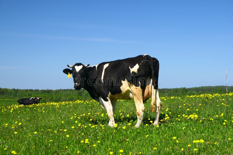 Cow landscape stock image. Image of graze, environment - 24368977