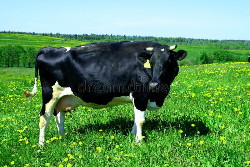 Cow landscape stock image. Image of milker, ranch, pasture - 5537647