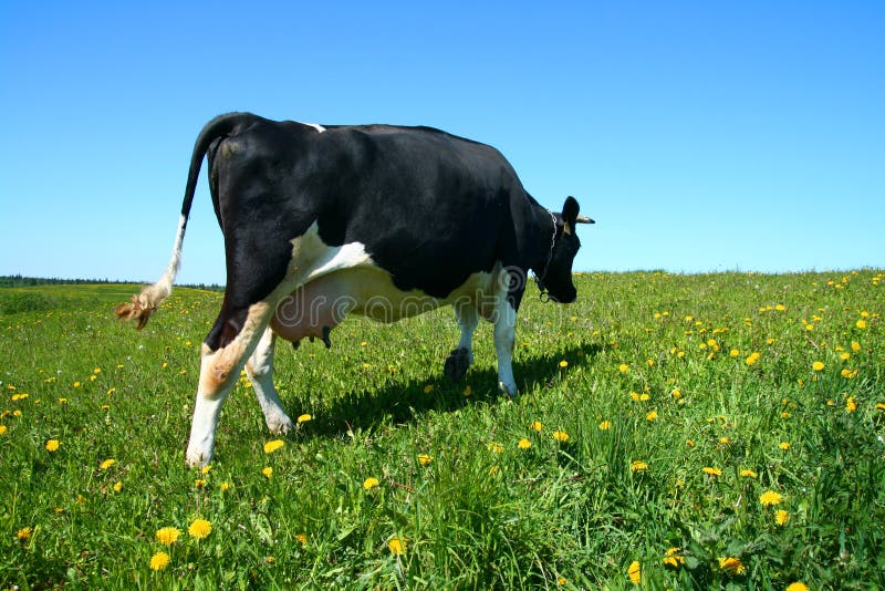 Cow landscape stock image. Image of pasture, blue, field - 5546431