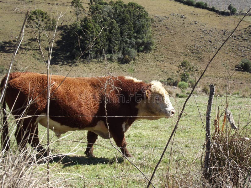 Cow landscape stock image. Image of landscape, nature - 69404401