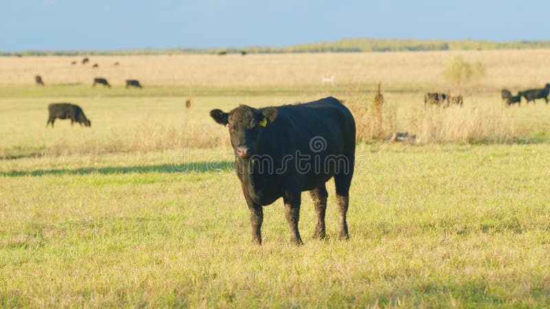 Cow in Landscape. Cow Grazing and Eating Grass. Agriculture Concept ...