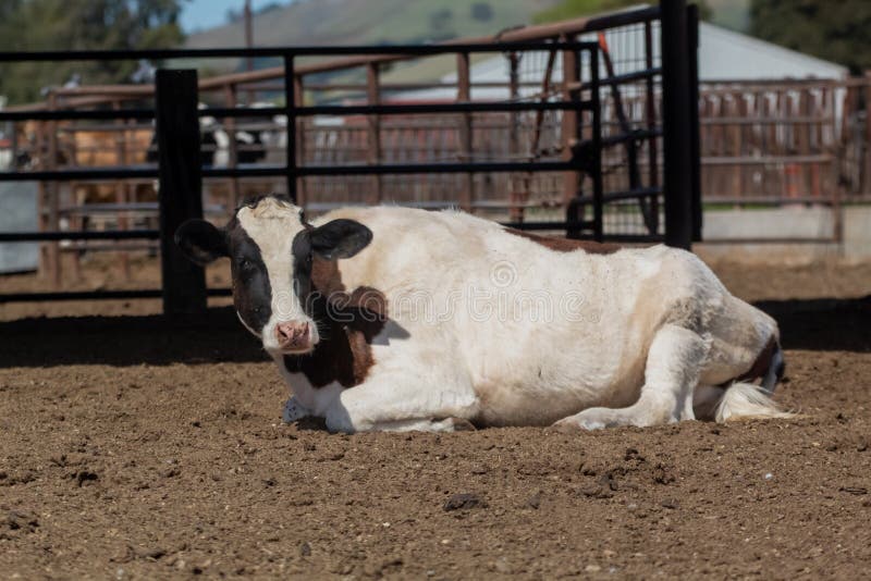A Cow Laying Down in Its Pen Stock Image - Image of dairy, livestock ...