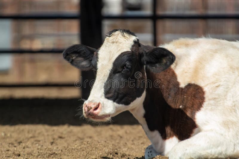 A Cow Laying Down in Its Pen Stock Photo - Image of production, rural ...