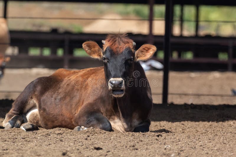A Cow Laying Down in Its Pen Stock Image - Image of production, milk ...