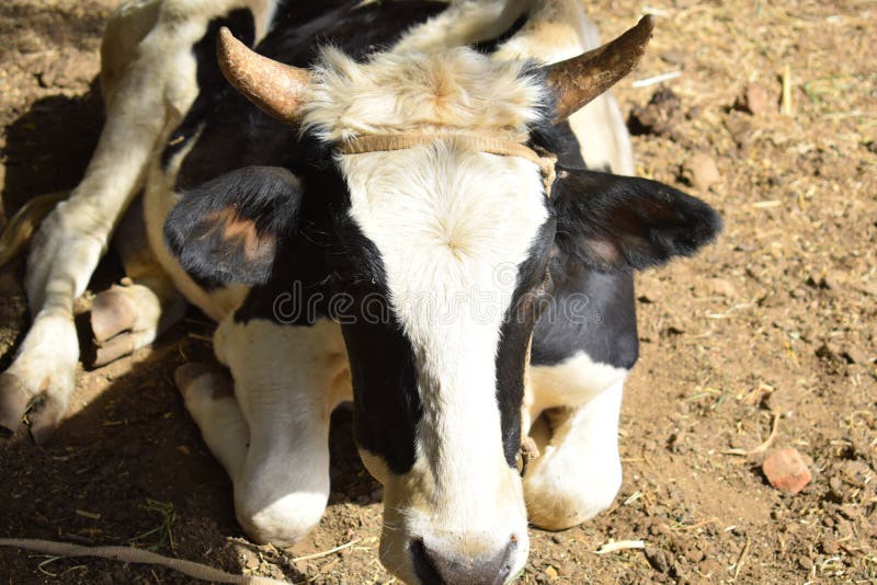 A cow laying on the ground stock image. Image of laying - 171160399