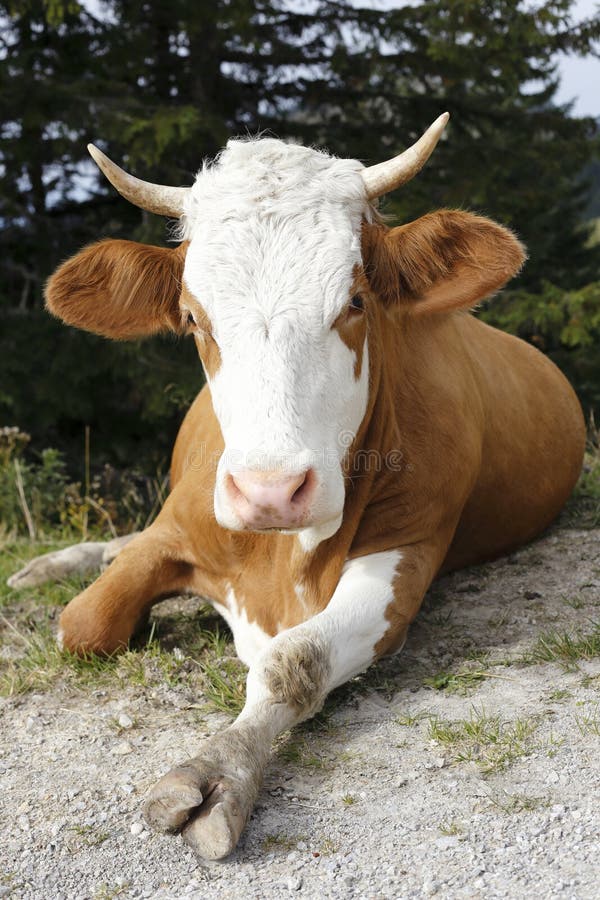 Cow and leg stock photo. Image of curious, industry, grass - 45175842