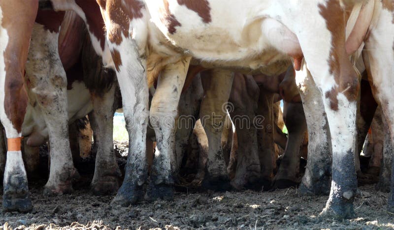 Cow Legs stock image. Image of farm, tail, nature, detail - 10165821