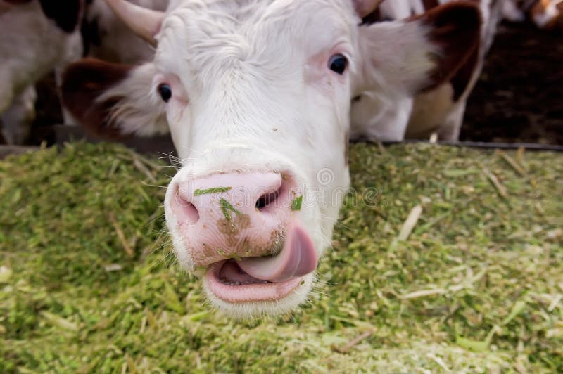 The cow licks lips. stock photo. Image of bovine, farming - 74252114