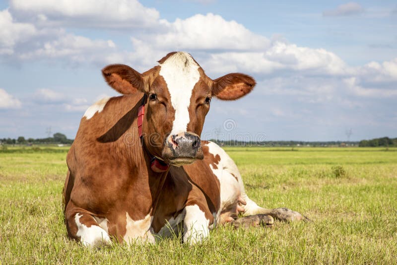 Cow Lies Comfortable in the Field Relaxed and Happy, Horizon and Sky ...