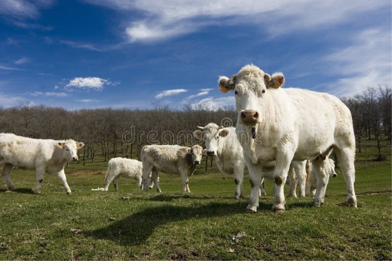 Cow life stock image. Image of beef, herd, farm, country - 664807