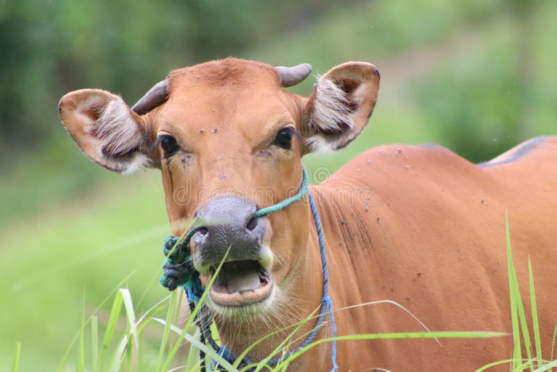 The Cow Life in Bali Eat Now Stock Image - Image of life, bali: 168366847