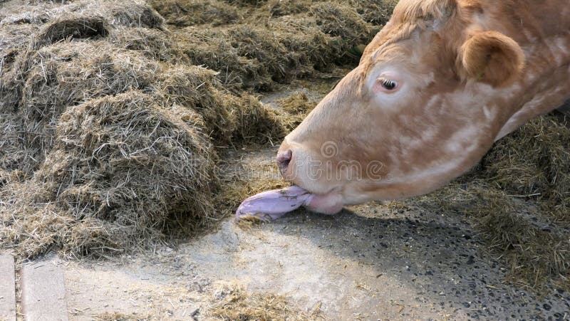 Cow with Long Tongue Eating Silage Grass through Gate in a Shed Stock ...