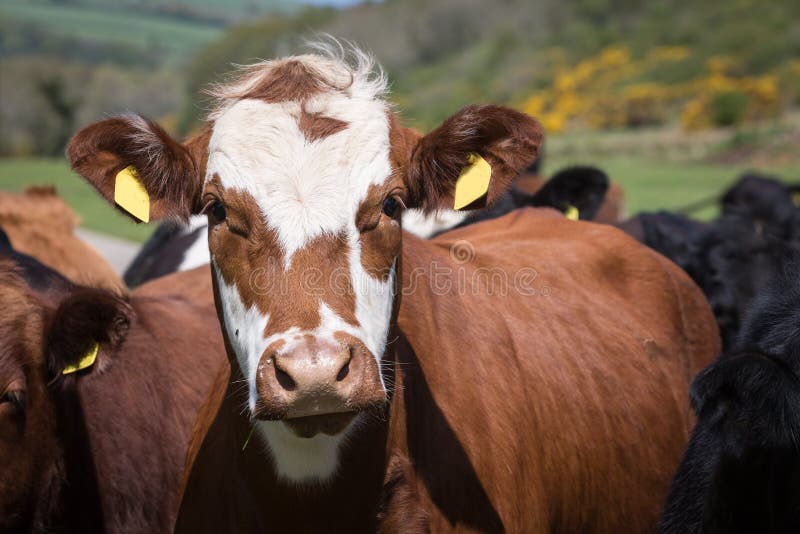 Cow looking at Camera stock image. Image of pasture, agriculture - 55883075