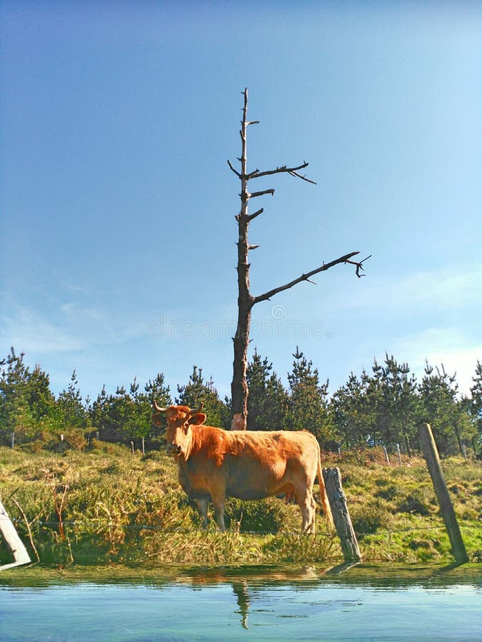 Cow in Freedom by the River Stock Photo - Image of lookingatcamera ...