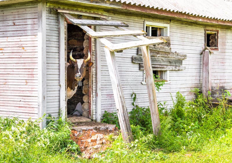 Cow Looking through a Doorway. Stock Image - Image of bovine, brown ...