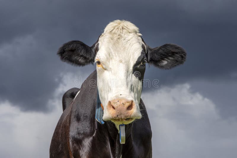 Cow Looking, Looming Thunderstorm Sky Background, Black and White ...