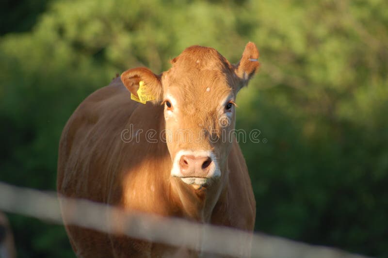 Cow stock image. Image of wildlife, green, farm, colour - 46136675