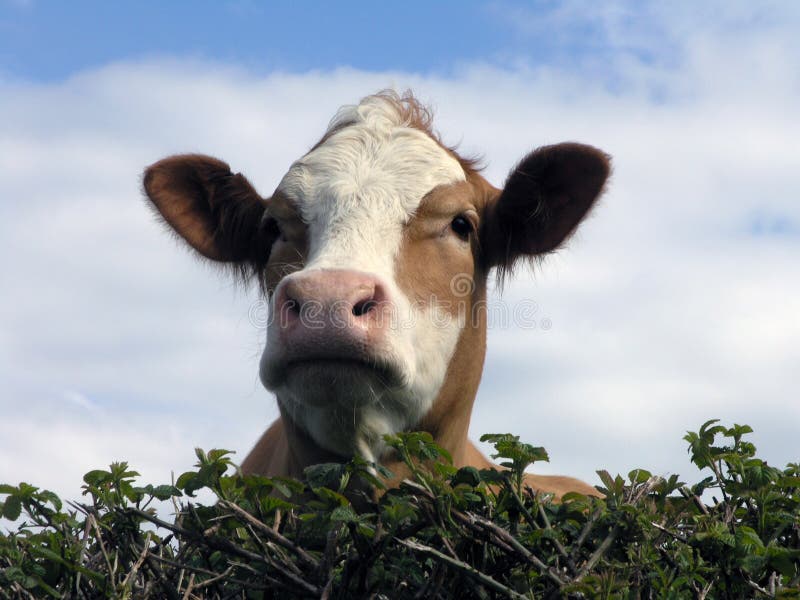 Cow looking over hedge stock photo. Image of milk, hedge - 121156