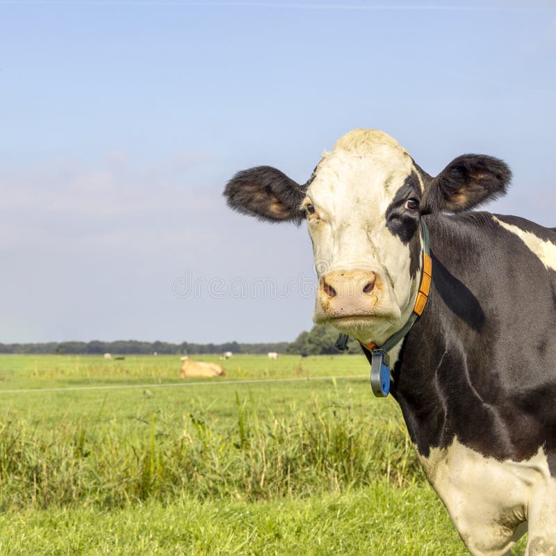 Cow Looking on the Right Side, Head in the Corner, a Blue Sky, Looking ...