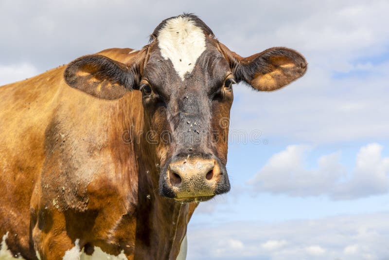 Cow Looking Sad Red and Brown, Friendly Gentle Portrait Front View ...