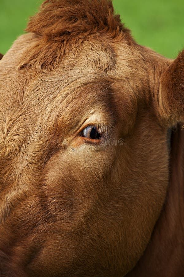 6,903 Cow Eye Photos - Free & Royalty-Free Stock Photos from Dreamstime