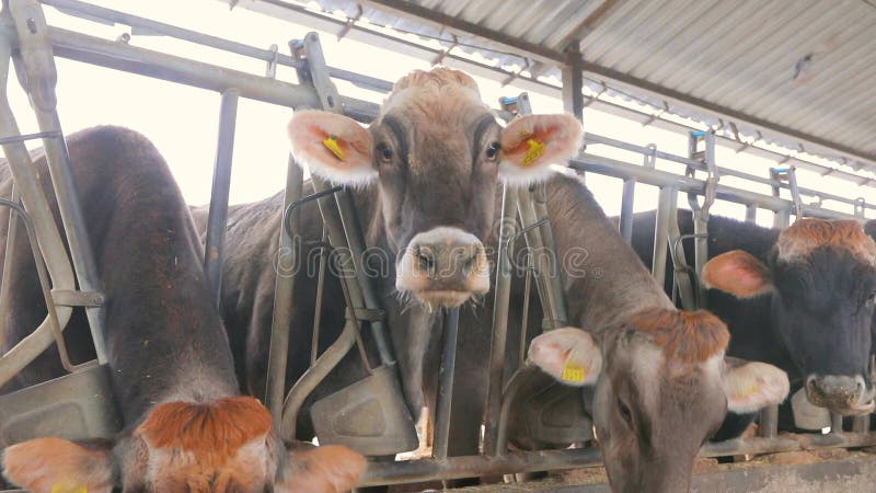 The Cow Looks into the Camera Close-up. Beautiful Cows in the Barn ...