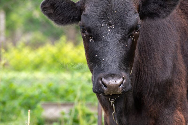 Cow with a lot of flies stock photo. Image of field - 123063134