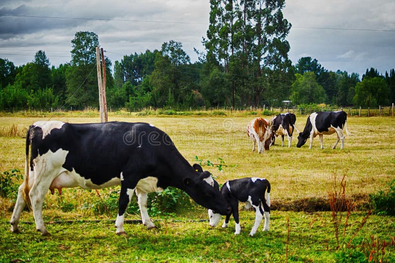 Cow love stock photo. Image of grass, calf, cloudy, green - 71380170