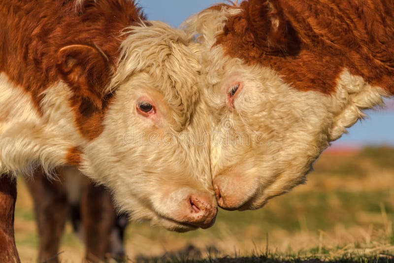 Cow Love stock photo. Image of pasture, dean, cows, jack - 70840944