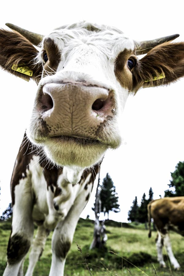 Cow stock image. Image of home, closeup, close, farm - 47418469