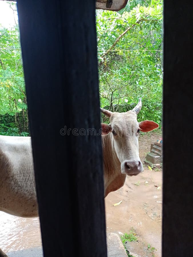 Cow Luking Under the Window in Camera Nice Image Stock Photo - Image of ...