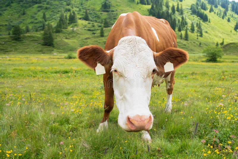 Cow at lunch stock photo. Image of plant, landscape - 122337962