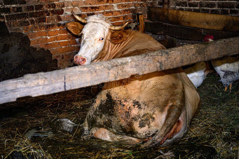 The Cow is Lying in the Barn Stock Photo - Image of horizontal, livestock: 378860410