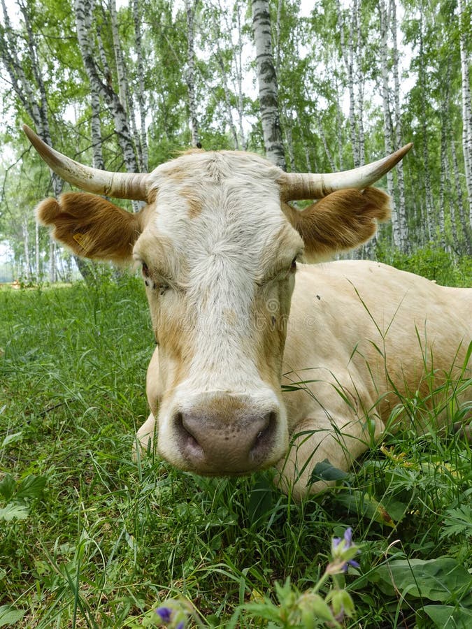 Cow lying in birch forest stock photo. Image of agricultural - 106315574