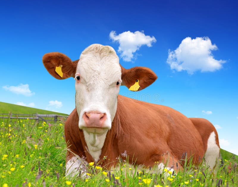 Cow, Funny Fisheye Nose Close Up Stock Photo - Image of face, funny ... Cow, Funny Fisheye Nose Close Up Stock Photo - Image of face, funny ...