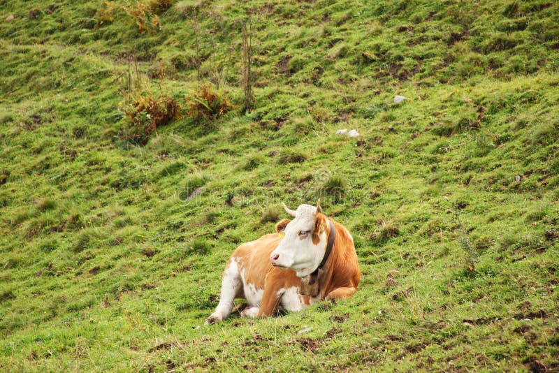 Cow lying on slope stock photo. Image of ruminate, organic - 13117006