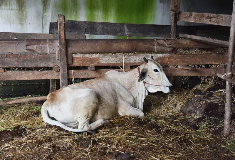 Cow lying in the stall stock image. Image of summer - 254454509