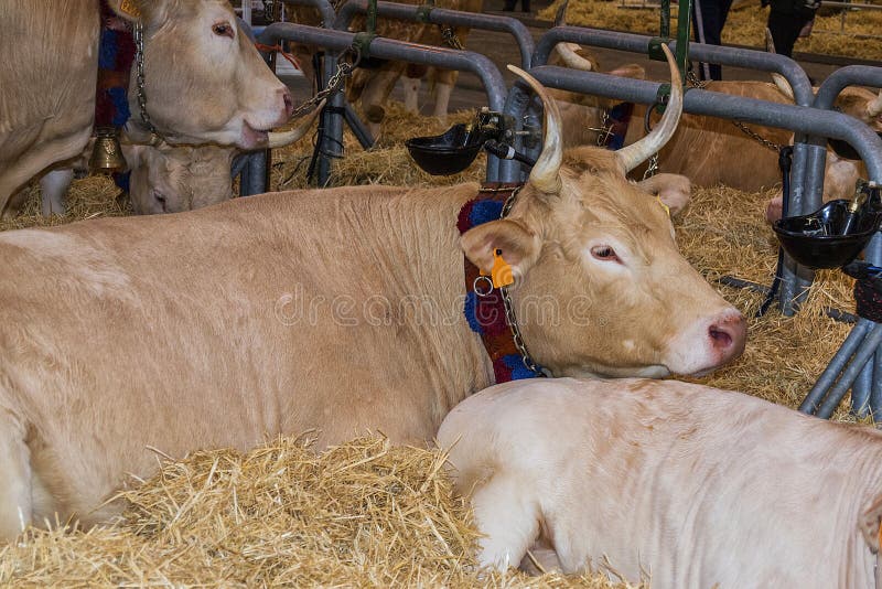 Cow Lying on the Straw of a Cattle Fair. Stock Image - Image of ...