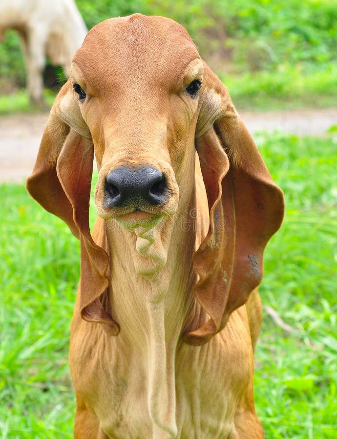 Cow stock photo. Image of cattle, macro, countryside - 43152750