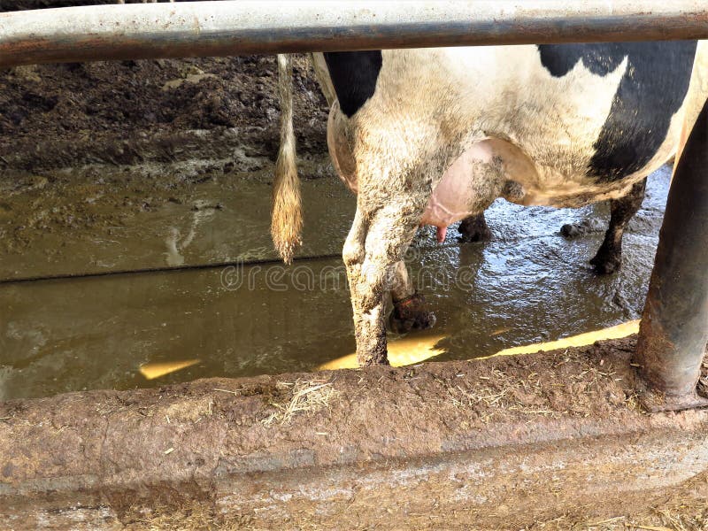 Cow in the cowshed stock photo. Image of farm, cows - 135162236