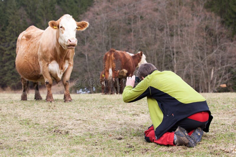 Cow and man stock image. Image of flock, grazing, slovakia - 52980683