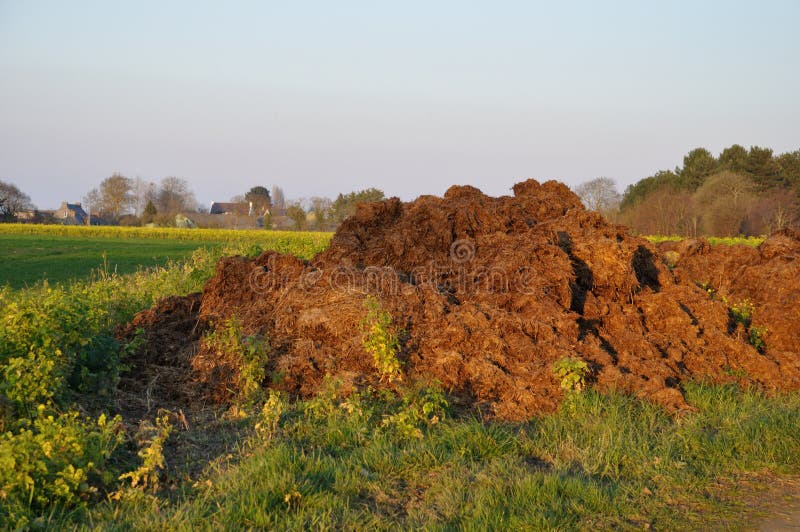Cow manure in a field stock photo. Image of farmyard - 155565136