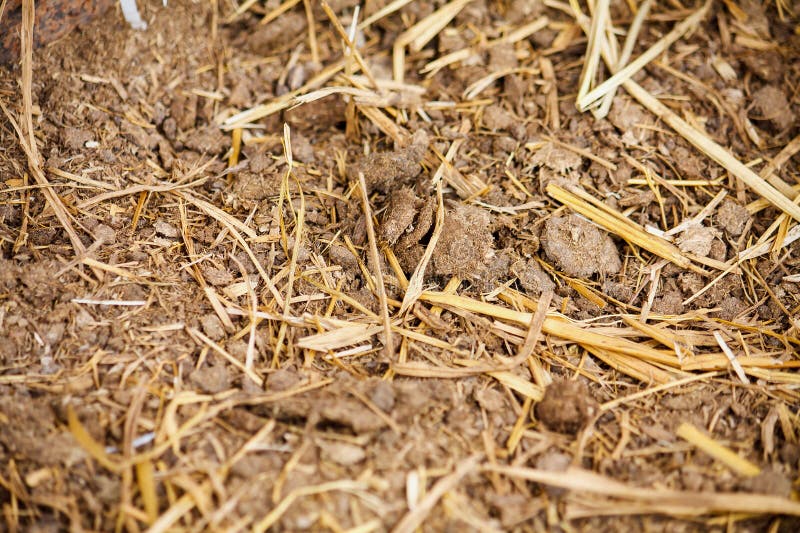 173 Buffalo Manure Grass Stock Photos - Free & Royalty-Free Stock ...